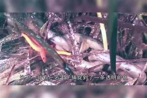 男子捉到一条透明的鱼，专家大呼：它不是鱼，赶紧放生了吧！