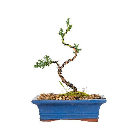Juniper Bonsai 2020 Bonsai At The Bay
