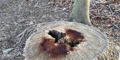 Toby Hecht On Linkedin Blight