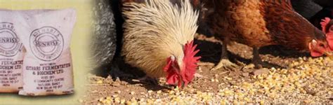 Kf Oligo Saccharides Mos At Best Price In New Delhi By Kothari