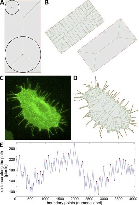Filopodia Detection And Tracking A Four Inscribed Circles A B C Download Scientific