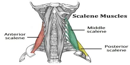 Scalene Muscles Mobility Physiotherapy Clinic