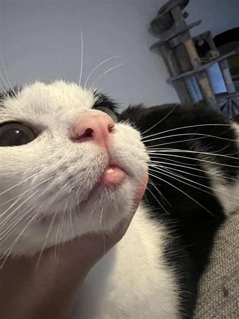 My Cat Suddenly Has A Swollen Bottom Lip Rcats