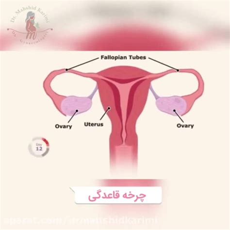 فیلم صفر تا صد سیکل قاعدگی دکتر مهشید کریمی تماشا