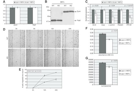 A Qrt Pcr Revealing Equal Expression Of Zyxin And Trip6 Transcripts