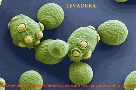 BiologÍa Y GeologÍa 1eso Exxi Ies Mar Baquero Exxi Cn1eso Ud08