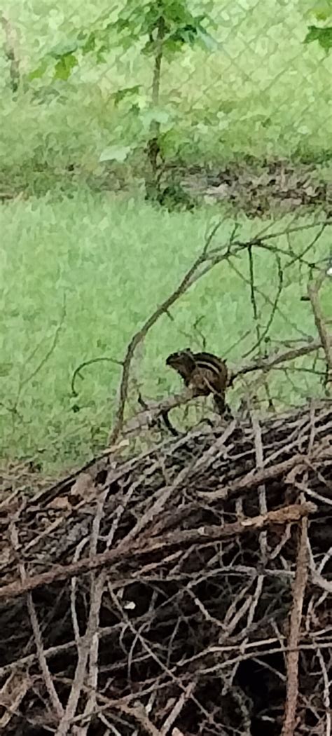 People This Is Fair Warning Today I Saw The Deadly Chiphawk With Wings