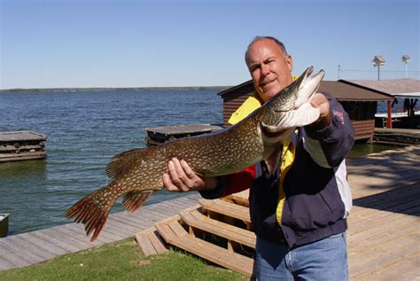 Fillet Northern Pike And Remove The Y Bones On The Lake