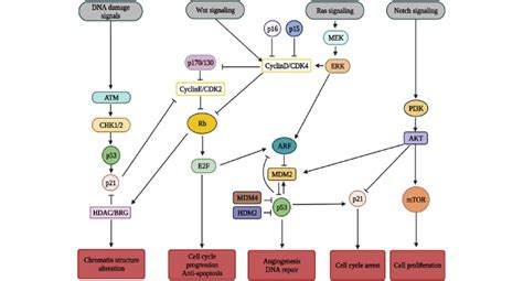 Retinoblastoma Cancer Signalling Major Signalling Pathways That