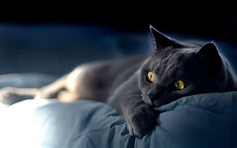 31 Wallpaper Hd Black Cat