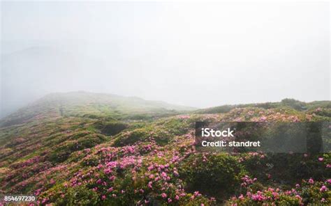 산에서 아름 다운 위치에 진달래 피어 산에 꽃입니다 화창한 여름 날에 산에만 하 병 개화 초 극적인 특이 한 장면입니다 카 르 파 티아 우크라이나 계곡에 대한 스톡 사진 및