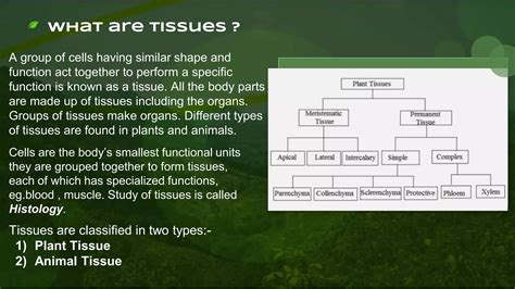 Ch 6 Tissues Class 9 Pptx
