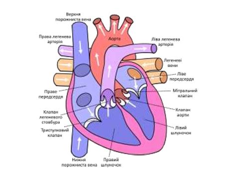 Серцево судинна система Online Presentation