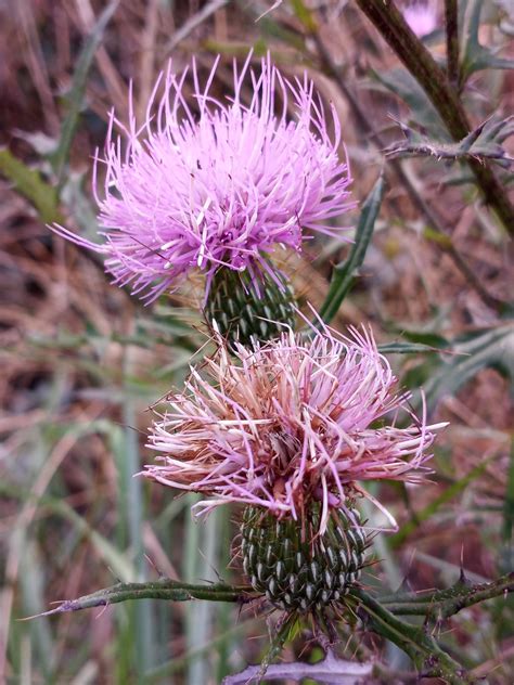 About Field Thistle Maryland Biodiversity Project