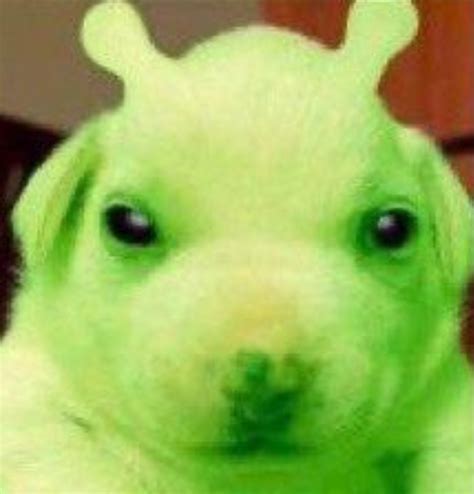 🩸🐕 Page 🐕🩸🏳️‍⚧️ On Twitter Im Anastasia From Denmark The Villains