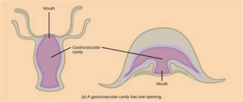 Biology Unit 1 Aos 2 Flashcards Quizlet