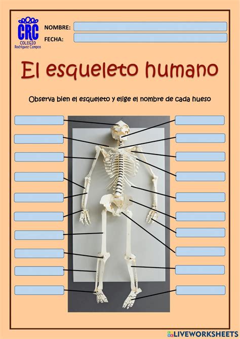 Ficha Interactiva De Esqueleto Humano Huesos Del Cuerpo Humano
