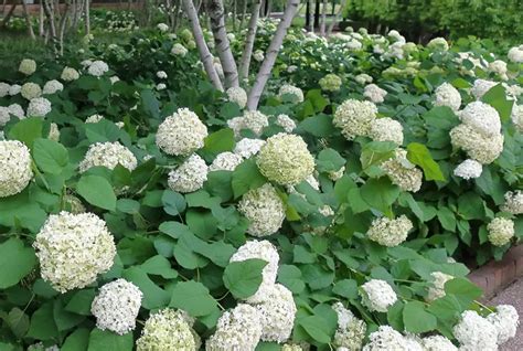 Hydrangea Varieties Popular Types And Features