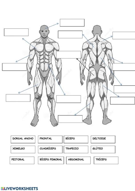 The Human Body And Its Major Muscles Are Labeled In This Diagram Which
