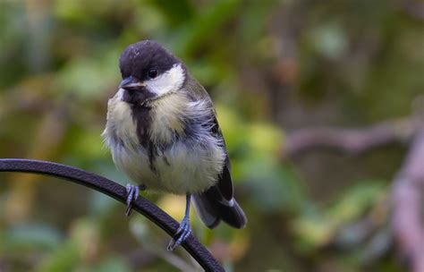 Bird Black Tit Great Free Photo On Pixabay Pixabay