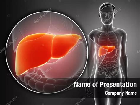Liver Render Male Anatomy Powerpoint Template Liver Render Male