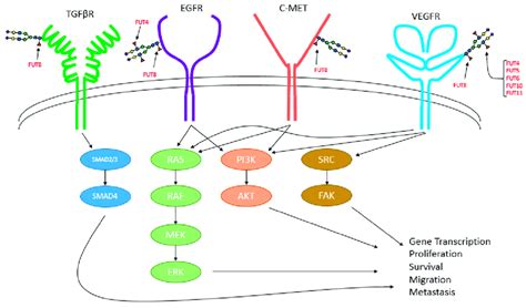 Growth Factors Signaling Pathway At Curtis Dolan Blog