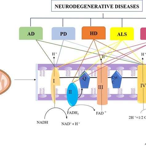 A Schematic Representation Of Coenzyme Q10 Biosynthesis Farnesyl Pp