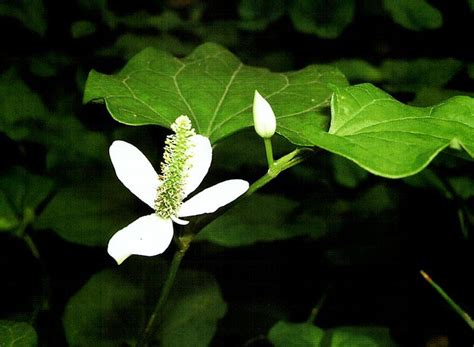 三白草科－国医小镇