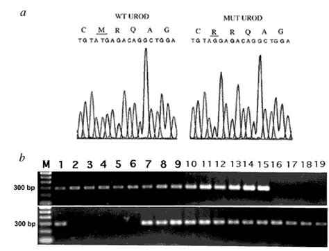 Identification Of A Missense Point Mutation And Linkage Analysis A