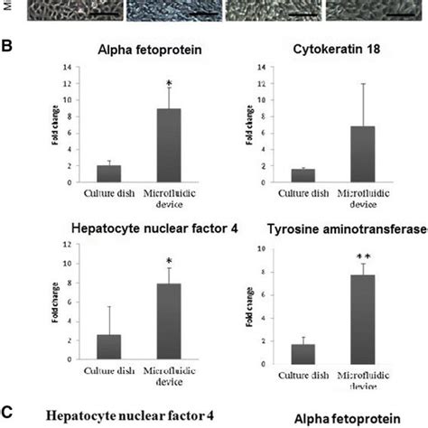 Morphology And Gene Expression Profile Of Hepatic Differentiated Mscs
