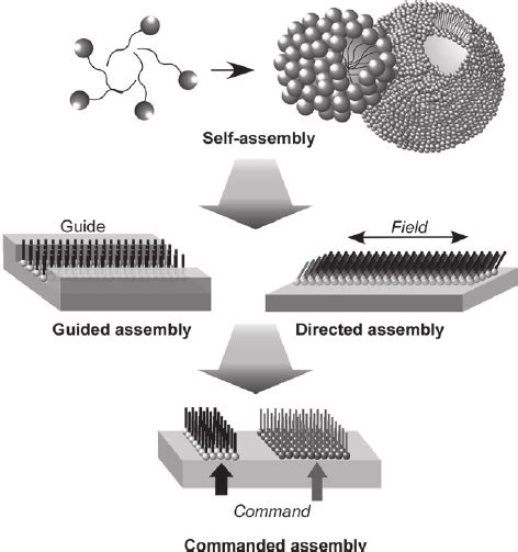 Paradigm Shifts From Self Assembly To Guided Andor Directed Assembly Download Scientific