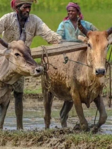 Kisan Credit Card Scheme Kcc किसान क्रेडिट कार्ड आवेदन कैसे करें