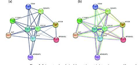 string network analysis of the protein protein interactions among 10 download scientific