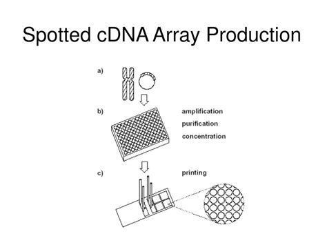 Ppt Microarray Technology And Applications Powerpoint Presentation