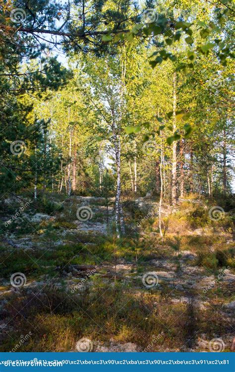 Pine Forest At Dawn Stock Image Image Of Natural Plant 255505503
