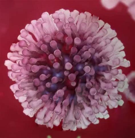 Neutralization Assay Sars Cov 2 Spike Pseudovirus