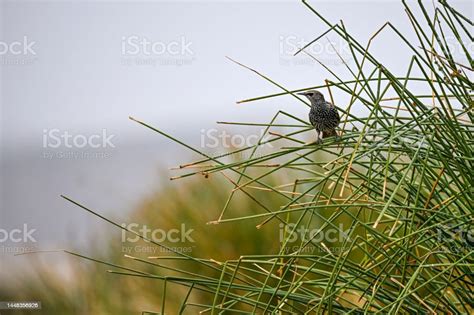 Sturnus Vulgaris 또는 일반적인 찌르레기는 Sturnidae 계통의 참새목 조류 종입니다 금속의에 대한 스톡 사진