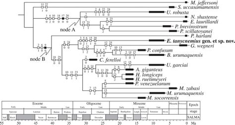 Strict Consensus Of 13 Mpts Found By Tree Bisection Reconnection