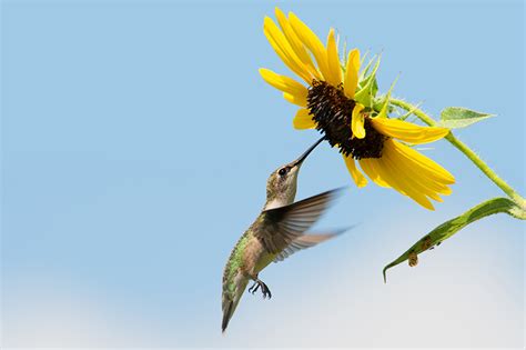 Will Birds Eat Sunflower Seeds From The Plant