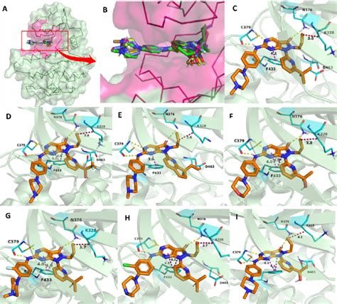 Pyrazolopyrimidine Iv Wee1 Interaction Profile In 3d A