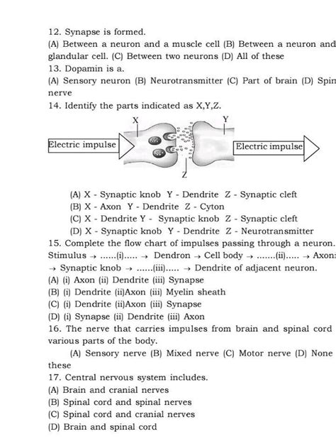 The Anatomy Of A Synapse Worksheets