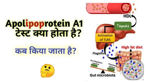 Apolipoprotein A1 In Hindi Apolipoprotein Apolipoprotein Test Youtube