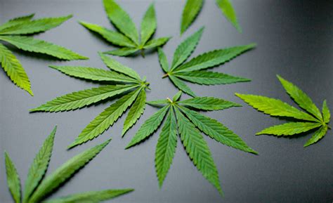 大麻或大麻葉在黑色背景頂視圖平躺範本或類比大麻葉子在美麗的黑暗背景與複製空間 照片檔及更多 健保和醫療 照片 健保和醫療 具有特定質地