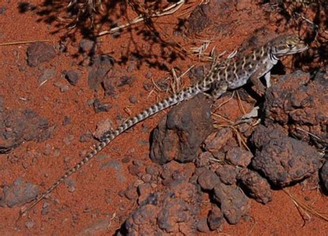 Longnose Leopard Lizard Gambelia Wislizenii Reptile