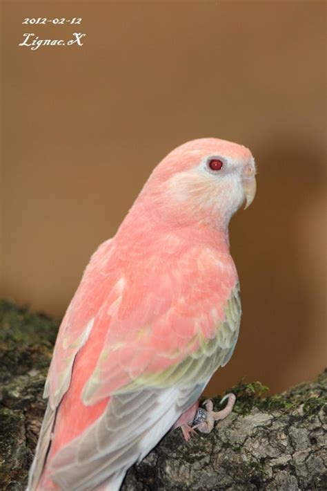 Opaline Pâle Fallow