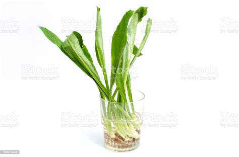 신선한 Culantro 톱니 고 수흰색 배경에 Eryngium Foetidum 0명에 대한 스톡 사진 및 기타 이미지 0명
