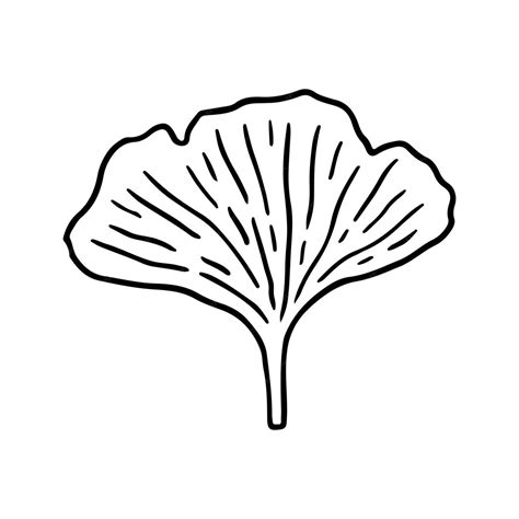 Premium Vector Ginkgo Biloba Leaf Isolated On White Background Hand