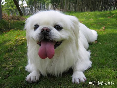 这6种小型犬白送给我都不要太难养了 知乎
