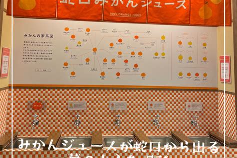 【愛媛県】蛇口からでる効きみかんジュースが楽しめるお店！ 松山