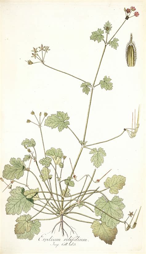 Erodium ribifolium by Nikolaus Joseph Freiherr von Jacquin - Artvee